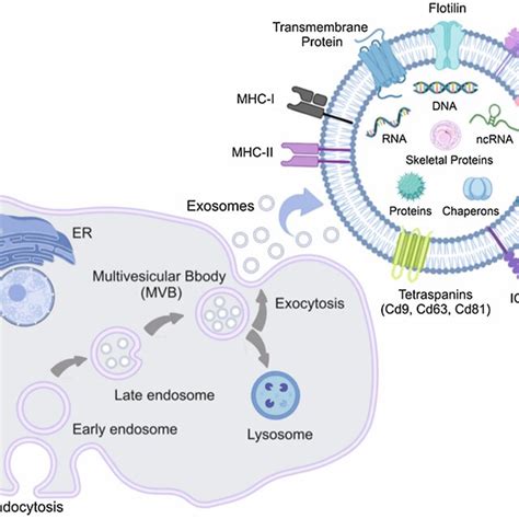 Exosome Biogenesis And Its Contents Exosome Formation Is A Function Of