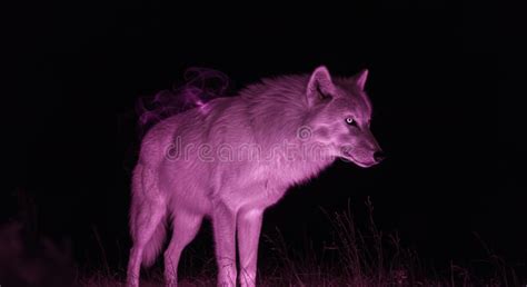 Mystical Pink Wolf Glowing In The Night Forest With Mysterious Aura