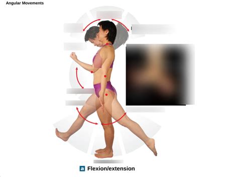 Angular Movements Diagram Quizlet