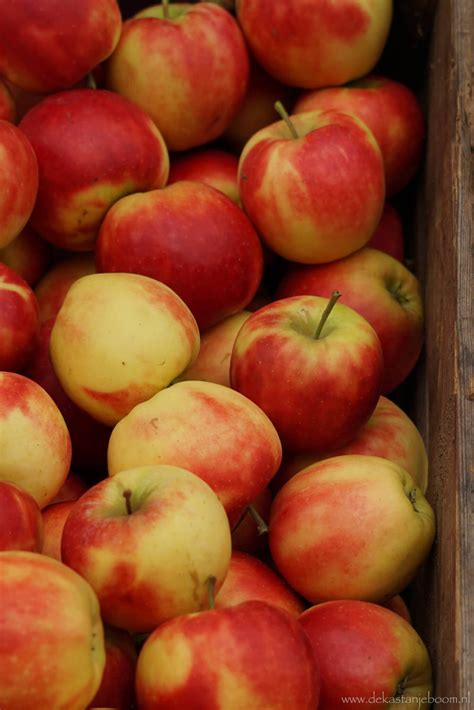 Appels Elstar De Kastanjeboom