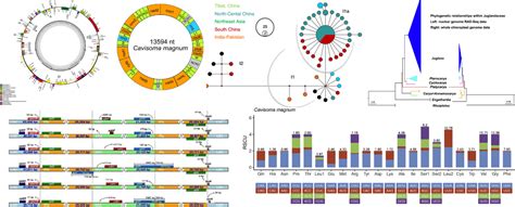叶绿体基因组 基因组测序 科技服务 武汉贝纳科技有限公司