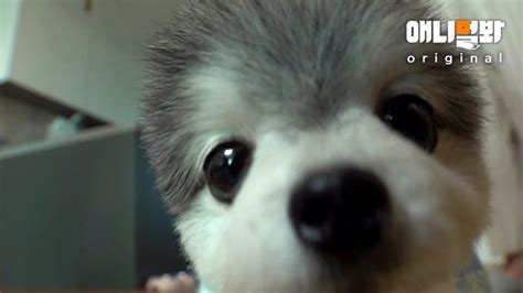 애니멀봐 [오마이독 Top10] 병원에서도 포기하자고 했던 강아지는 4년 후 귀여운 인형이 됩니다 Sbs