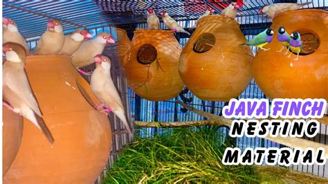 Java Finch Breeding Tips Java Sparrow Ki Nesting Kon Si Honi Chye