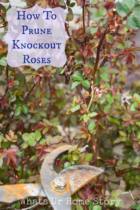Pruning Knockout Roses Whats Ur Home Story Knockout Roses Pruning