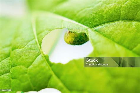 The Green Head Of A Armyworm Moth Larva Peeking Through A Hole In A