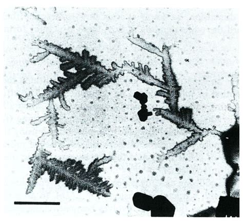 An Example Of Dendrites Observed M N165mo35 Films After 200 Kev Xenon