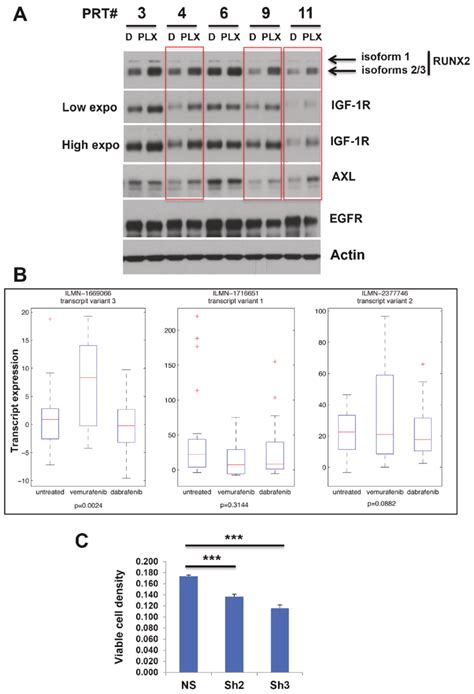A Expression Of Runx2 And Rtks In Melanoma Cells Rendered Resistant To