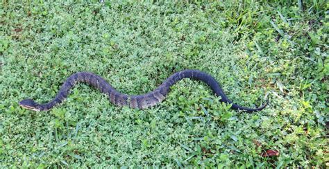 Snake Predators What Animals Eat Snakes