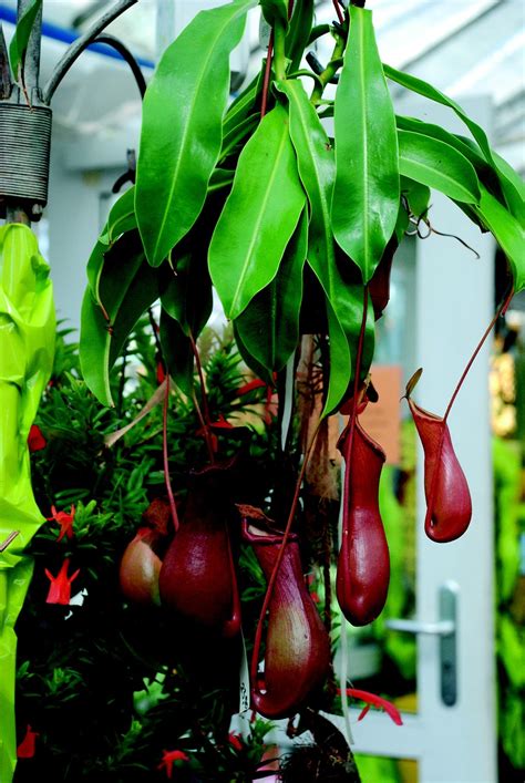 Planta Carnívora Carnívoros Foto Gratis En Pixabay Pixabay