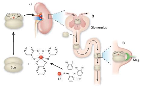 Getting A Grip On Iron Nature Chemical Biology
