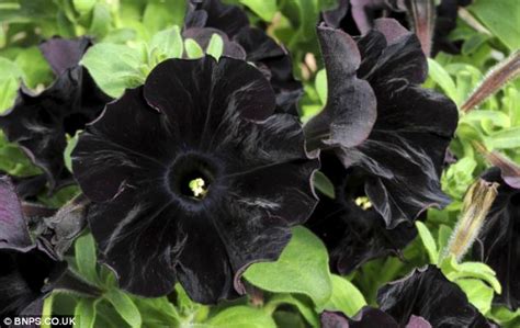 Black is the colour: Scientists create the all-black petunia for next ...