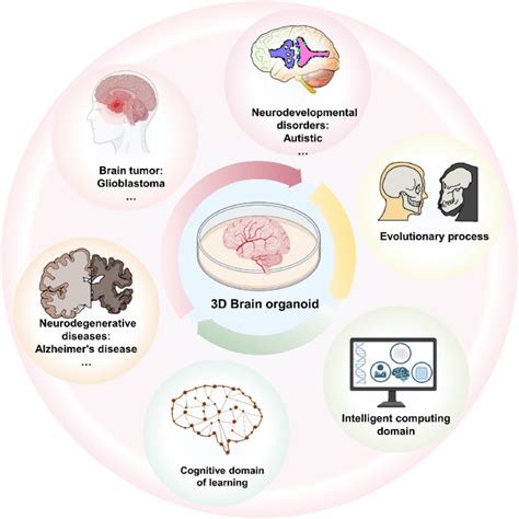 Emerging Brain Organoids 3d Models To Decipher Identify And Emerging Brain Organoids 3d Models To Decipher Identify And
