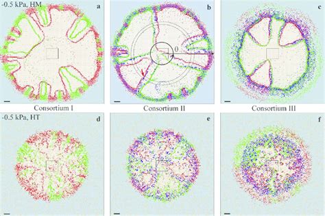 Simulated Microbial Spatial Patterns On Rough Surfaces Of Different
