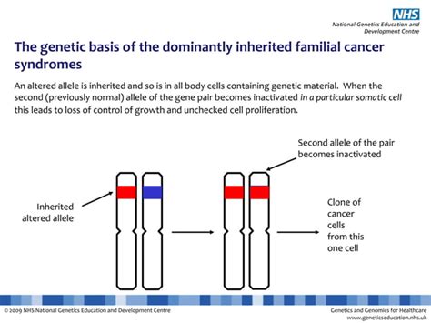 Explanation Slides Somatic Mutations Cancer Ppt Cancer Diseases
