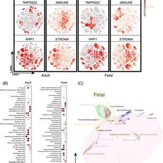 Singlecell RNA Sequencing ScRNAseq Based Cell Type Characterization Download Scientific