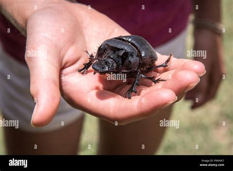 A Dung Beetle Sits In In The Palm Of A Hand Hwange Zimbabwe Stock