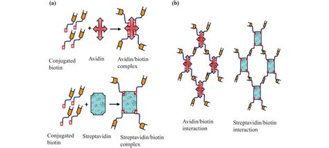 A Avidin Biotin And Streptavidin Biotin Complex Formation For The Download Scientific