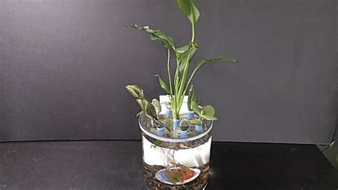Growing Bottleneck Plants