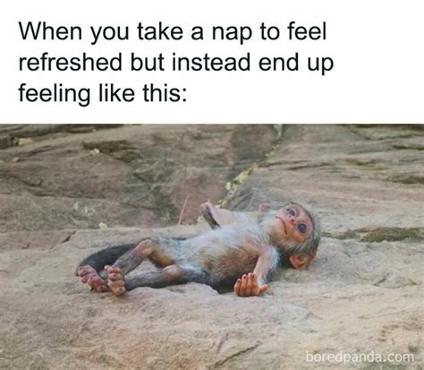 50 Absolutely Spot On Introvert Memes To Make You Snicker Bored Panda