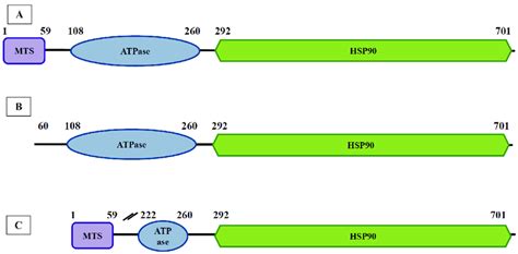 Schematic Representation Of Trap1 Mutants A Full Length Trap1 Has A Download Scientific