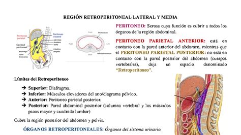 Región Retroperitoneal Anatomía Y Funciones De Órganos Abdominales
