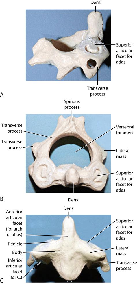 Functional Anatomy Of The Spine The Lumbar Spine Functional Anatomy