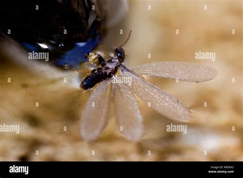 Bug Water Surface Hi Res Stock Photography And Images Alamy