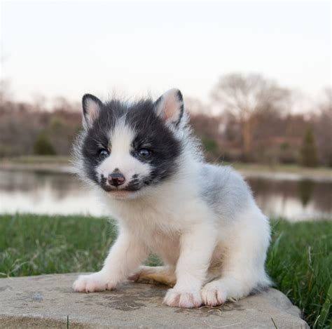 Canadian Marble Fox Anythingeverything