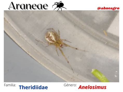 Araneae Arañas Sociales De La Familia Theridiidae Y El Género