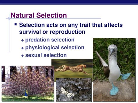 Sexual Selection Definition