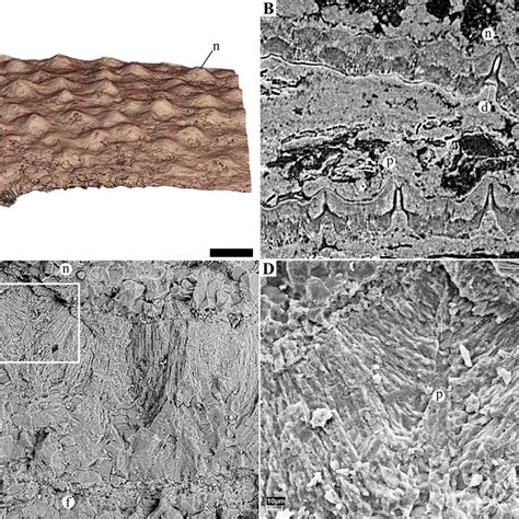 Eggshell Morphology And Microstructure Of The Eggs From Phu Phok A 3d