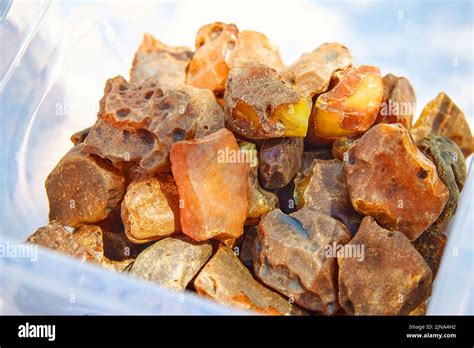 Amber Mineraloid Petrified Fossil Tree Resin Hardened Resin Of The Amber Mineraloid Petrified Fossil Tree Resin Hardened Resin Of The
