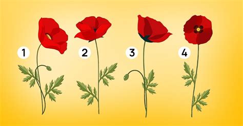 აირჩიეთ ყვავილი და გაიგეთ გემუქრებათ თუ არა მარტოობა რჩევები ვივიენისგან