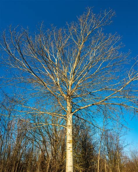 A Naked Plane Tree Without Foliage At Winter Covered With Moss And Lichen And Illuminated By