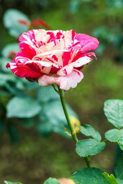Soutine Rose Or Red And White Rose In Garden Stock Image Image Of Macro Bush 246060029