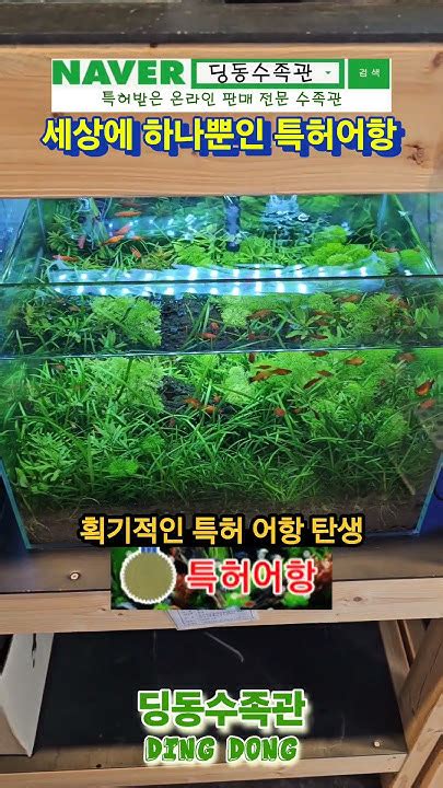 획기적인 특허어항 탄생이끼 무환수어항 수족관 수초 물거품 열대어 구피어항 네온테트라 ＃수초어항꾸미기 구피키우기 열대어키우기 구피 어항꾸미기 수족관