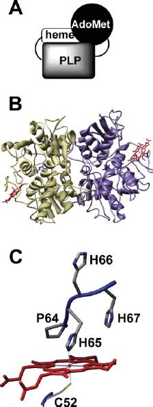 Organization And Structure Of CBS A Modular Organization Of Human CBS Download Scientific