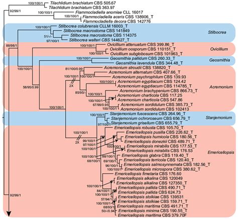 phylogenetic tree inferred from a maximum likelihood raxml analysis