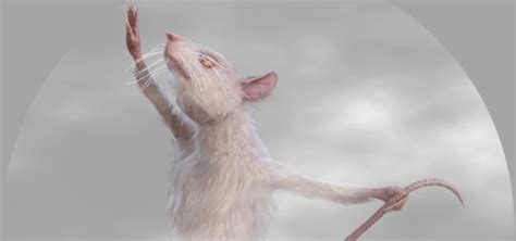 Topi Ballano Le Canzoni Di Lady Gaga Studio Muovono La Testa A