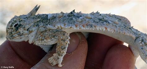 Northern Desert Horned Lizard Phrynosoma Platyrhinos Platyrhinos