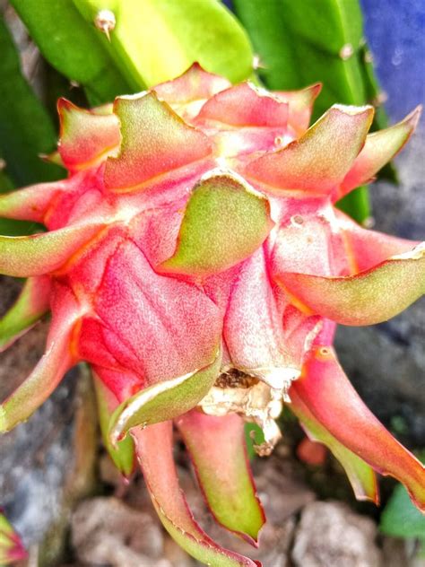 Dragon Fruit Is The Fruit Of Several Types Of Cactus Which Are Widely