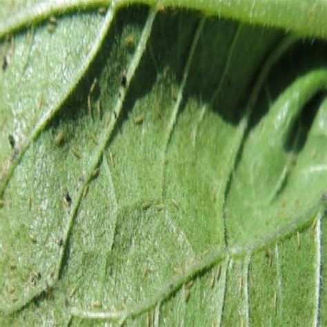 Pests Object Detection Model By Samm