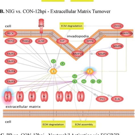 Pathway Analysis Of Transcriptome Data Pathway Analysis Was Done Download Scientific Diagram