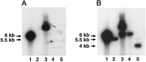 high stringency a and low stringency b genomic southern analysis of
