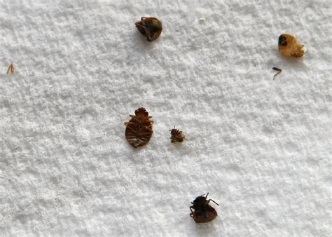 What Does A Dead Bed Bug Look Like Storables