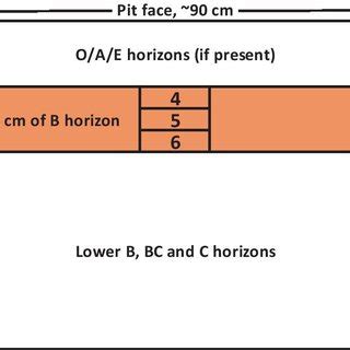 Schematic Of The Sampling Scheme For Examining Variability In The Top Download Scientific