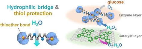 巯基 马来酰亚胺交联可增强生物活性的催化活性和持续时间 Materials Chemistry And Physics X Mol