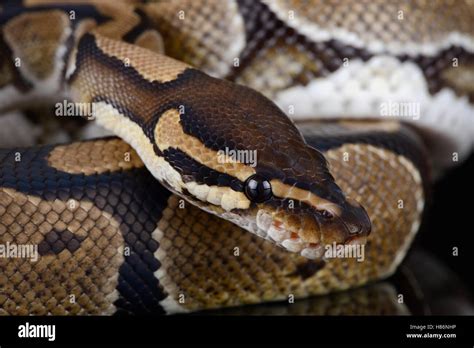 Ball Python Python Regius Lincolnshire England Stock Photo Alamy