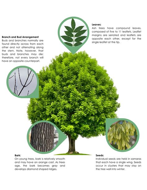 Identify An Ash Tree Or Report Suspected Eab Infestation West Fargo Nd
