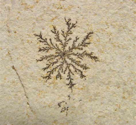 Fossil Squid Cuttlefish Plesioteuthis Fossils Jurassic Ocean